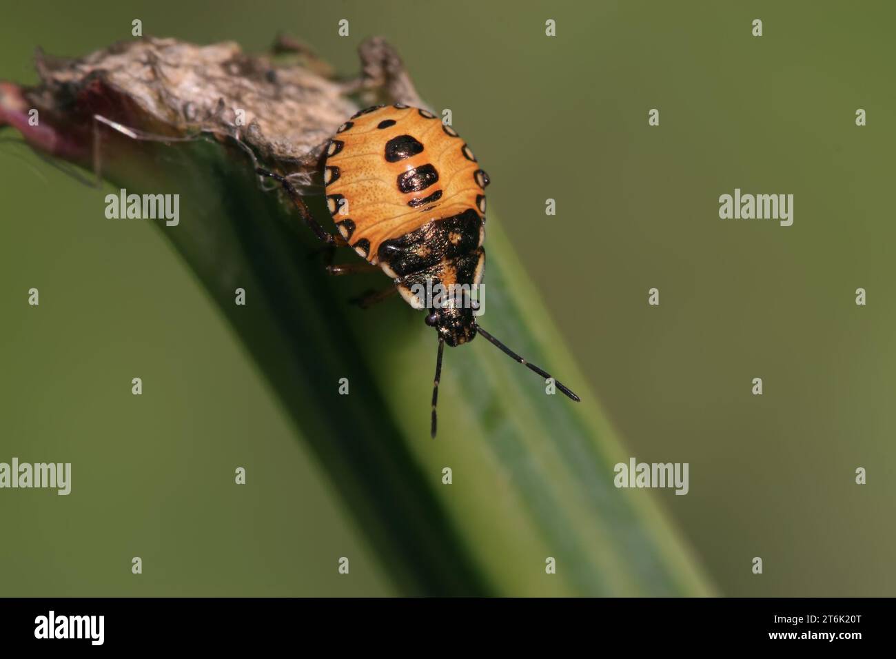 a kind of insects named stinkbug Stock Photo - Alamy