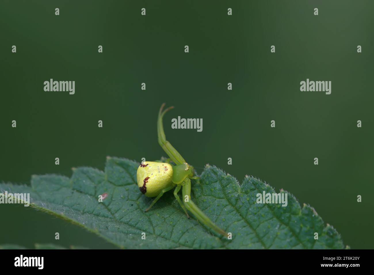 a kind of insects named crab spider Stock Photo - Alamy
