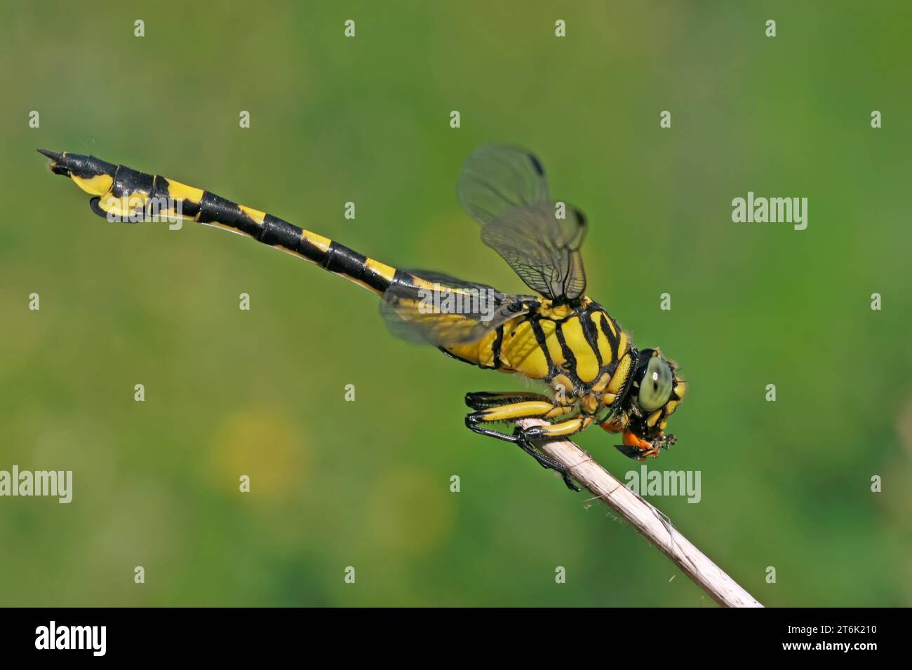 Range of dragonflies hi-res stock photography and images - Alamy