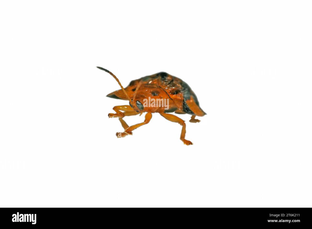 a kind of funny insects in coleoptera Stock Photo - Alamy