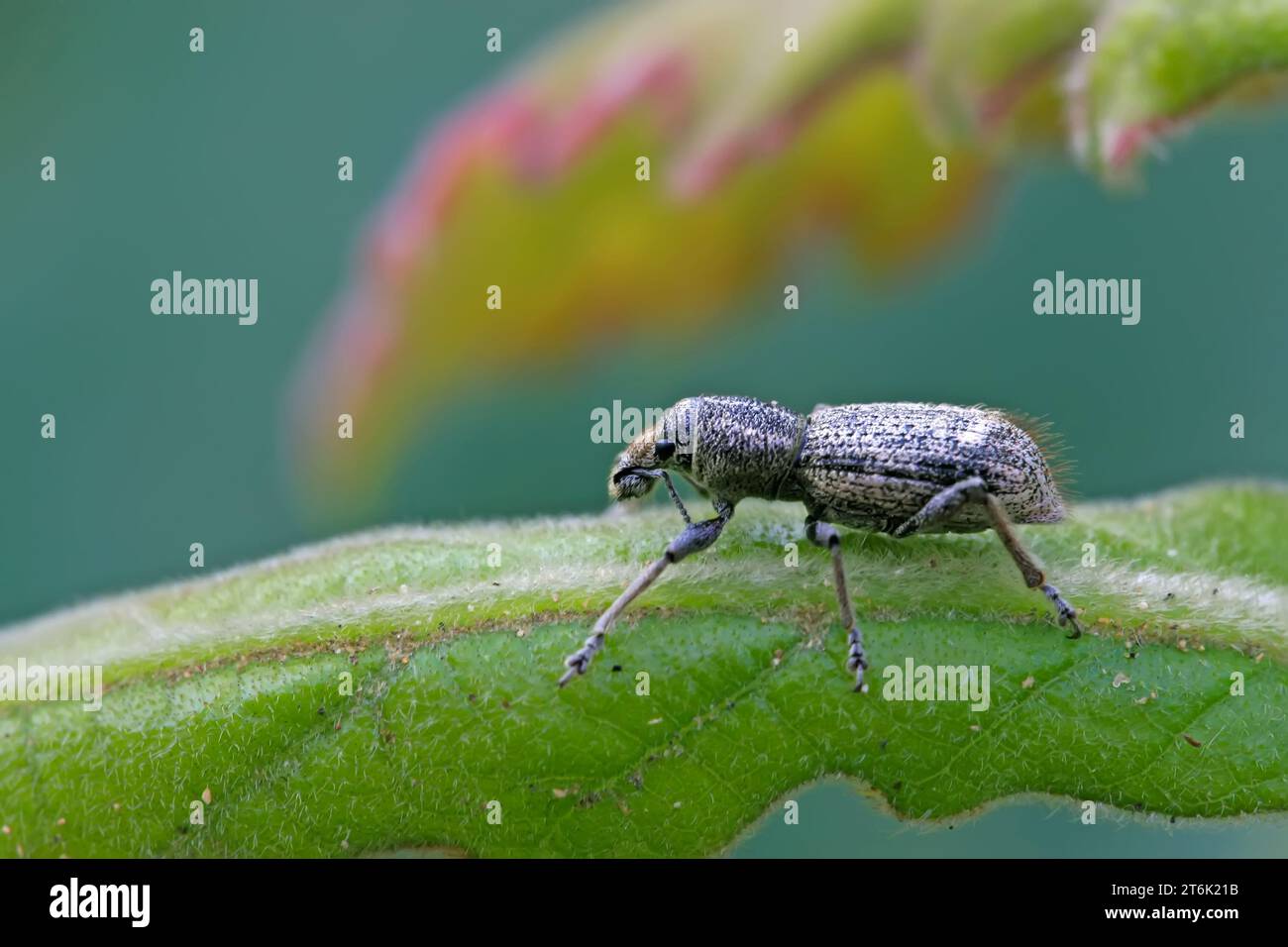 a kind of insect has a long nose Stock Photo - Alamy