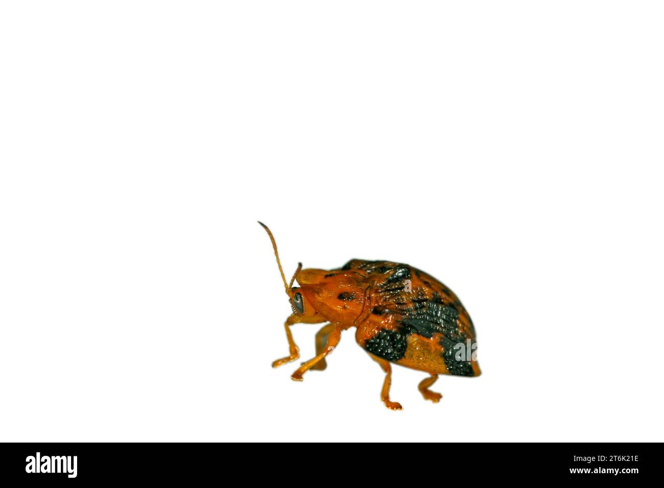 a kind of funny insects in coleoptera Stock Photo - Alamy