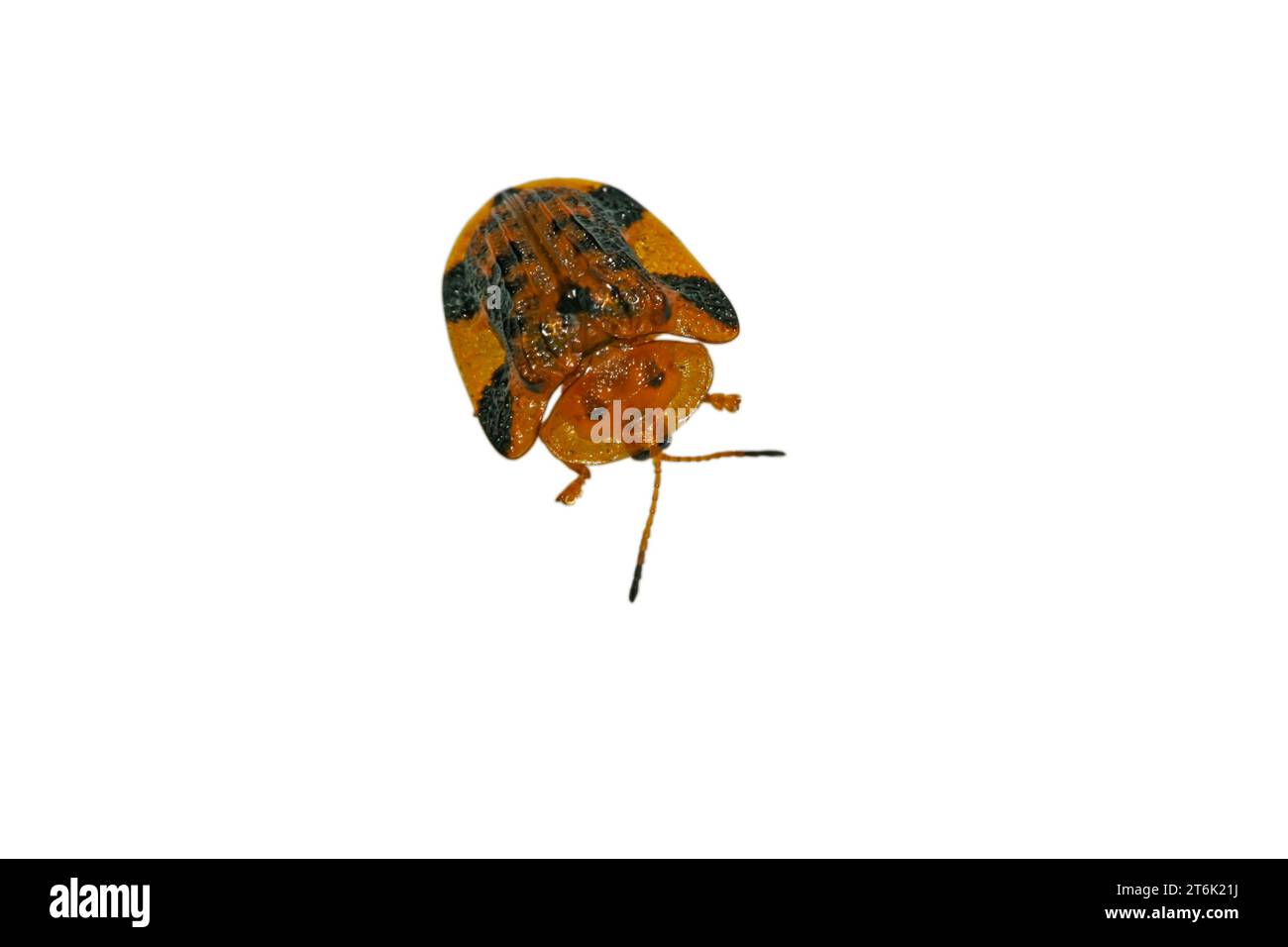 a kind of funny insects in coleoptera Stock Photo - Alamy