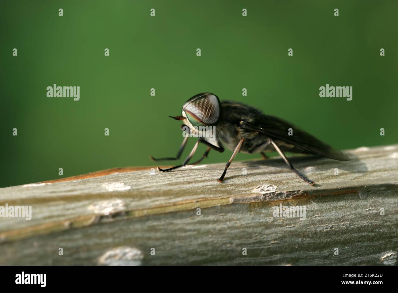 Insects features hi-res stock photography and images - Alamy