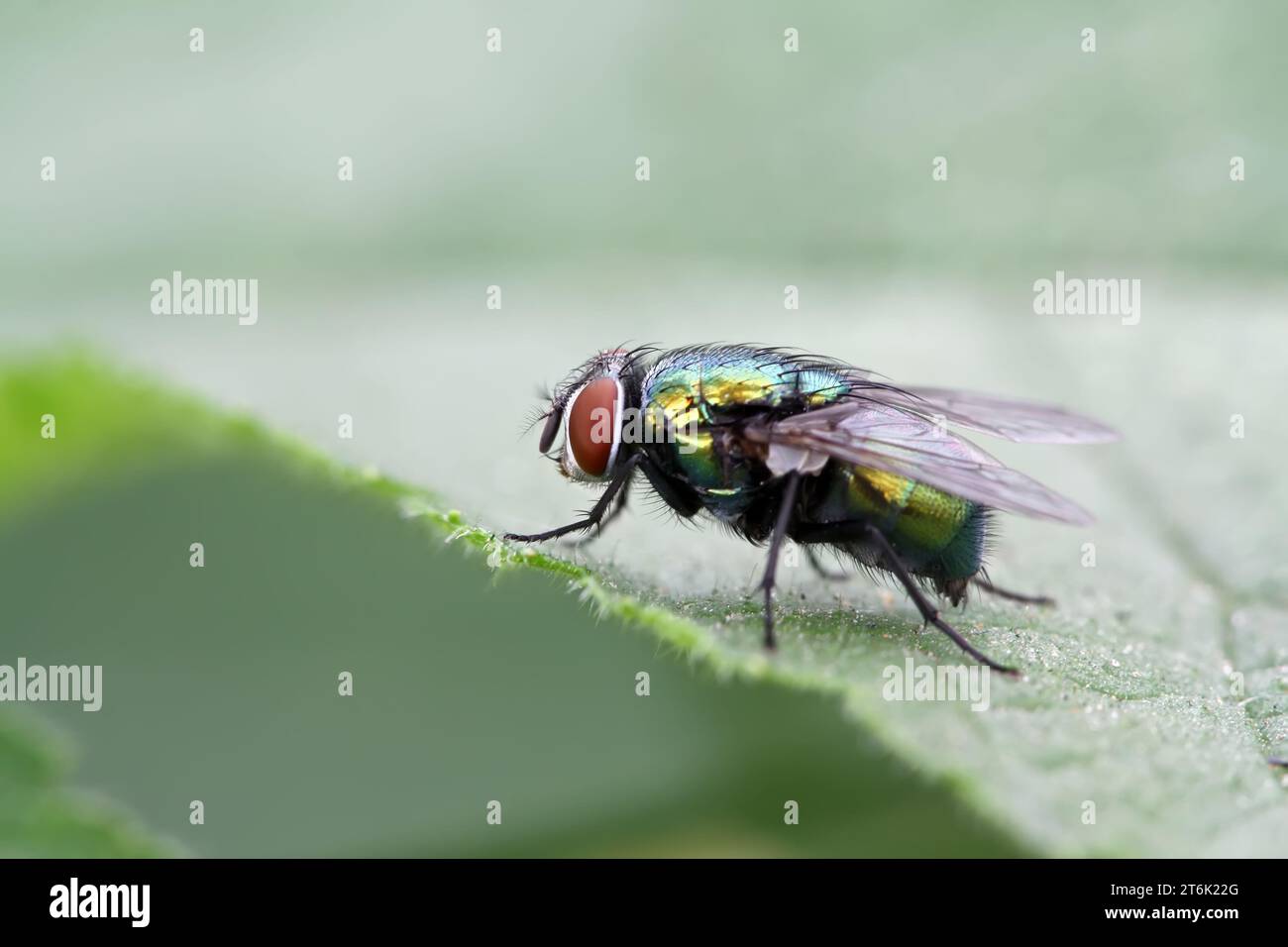 a kind of insects red headed fly Stock Photo - Alamy