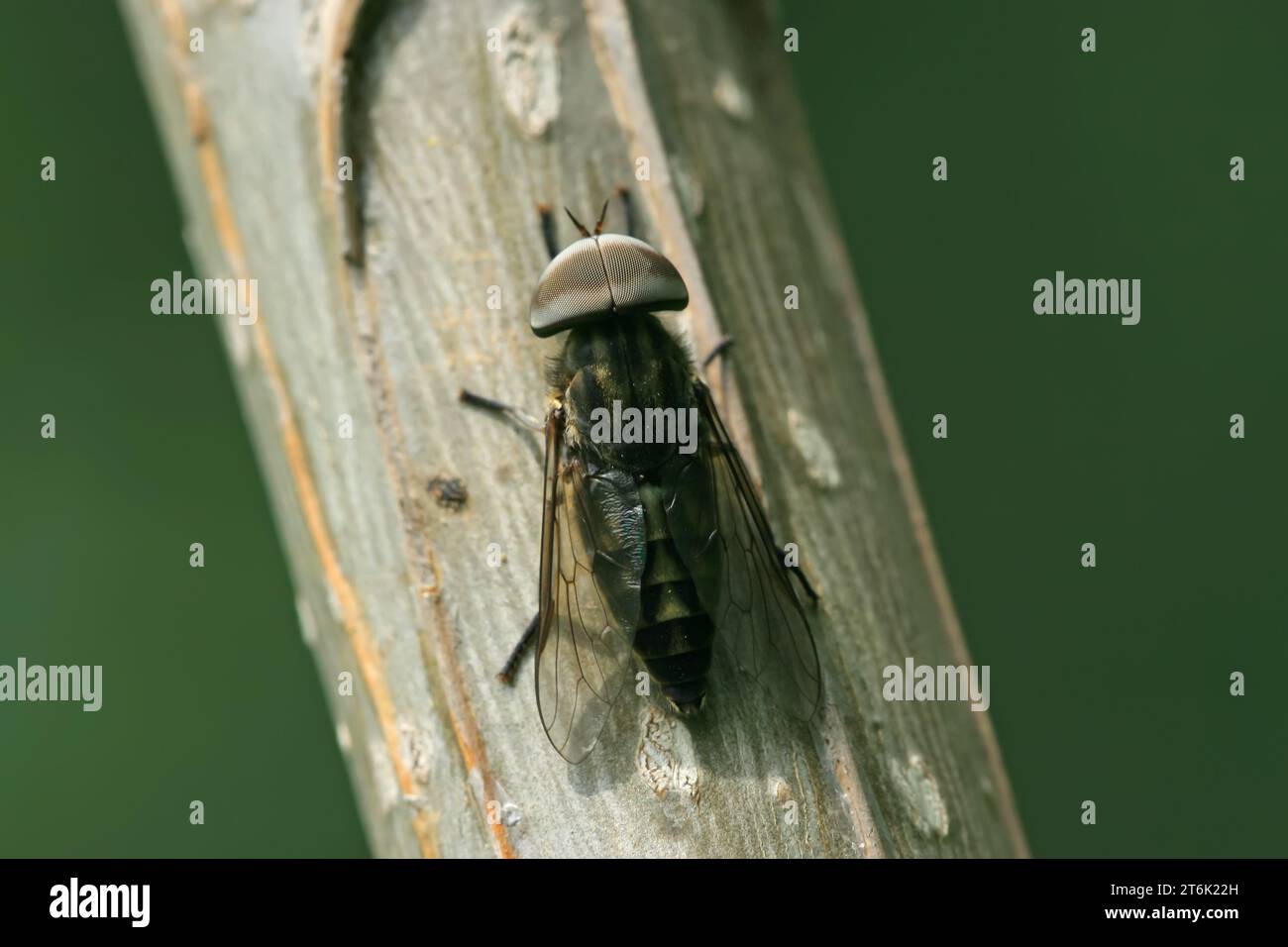 flies insects in the branches Stock Photo - Alamy