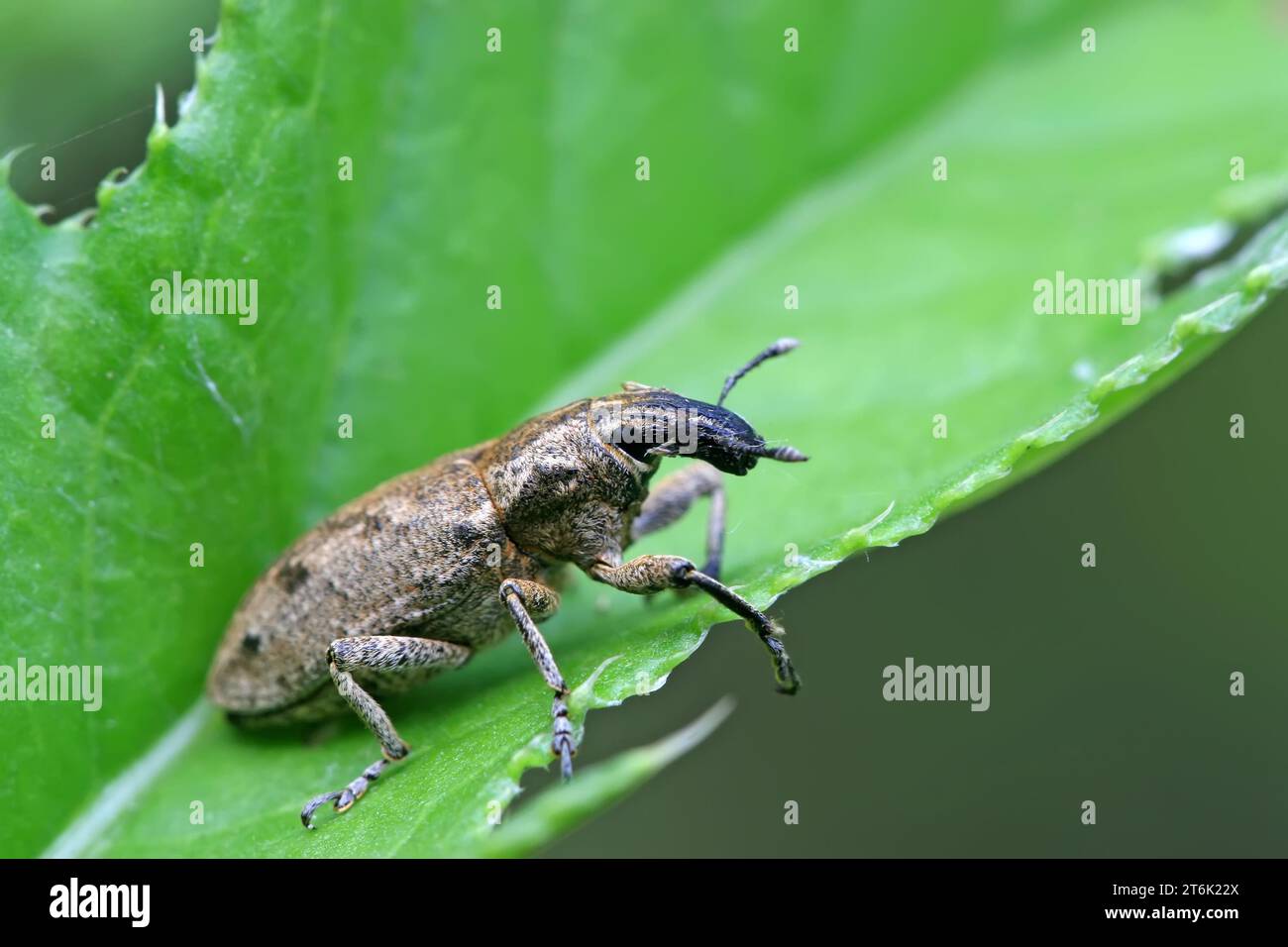 a kind of insect has a long nose Stock Photo - Alamy