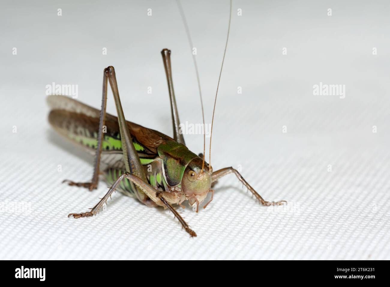 Orthoptera insects hi-res stock photography and images - Alamy