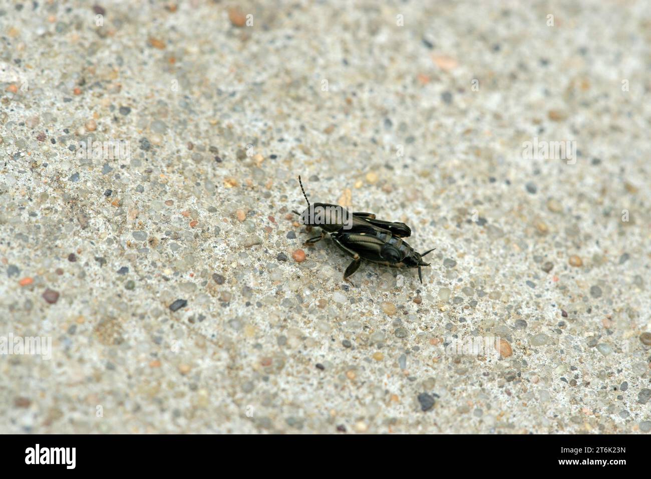 a kind of black insects Stock Photo - Alamy