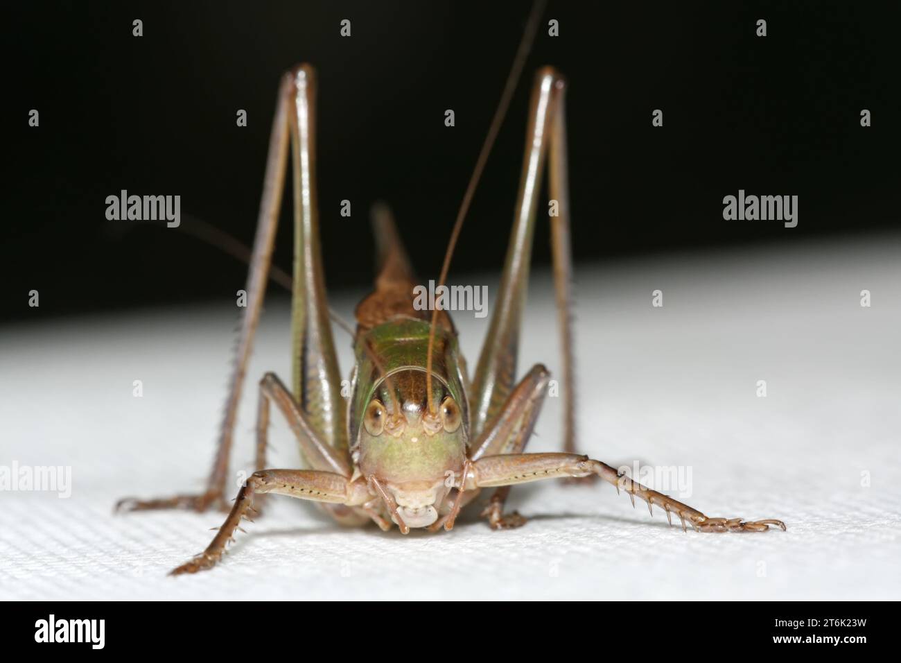 Orthoptera insects hi-res stock photography and images - Alamy