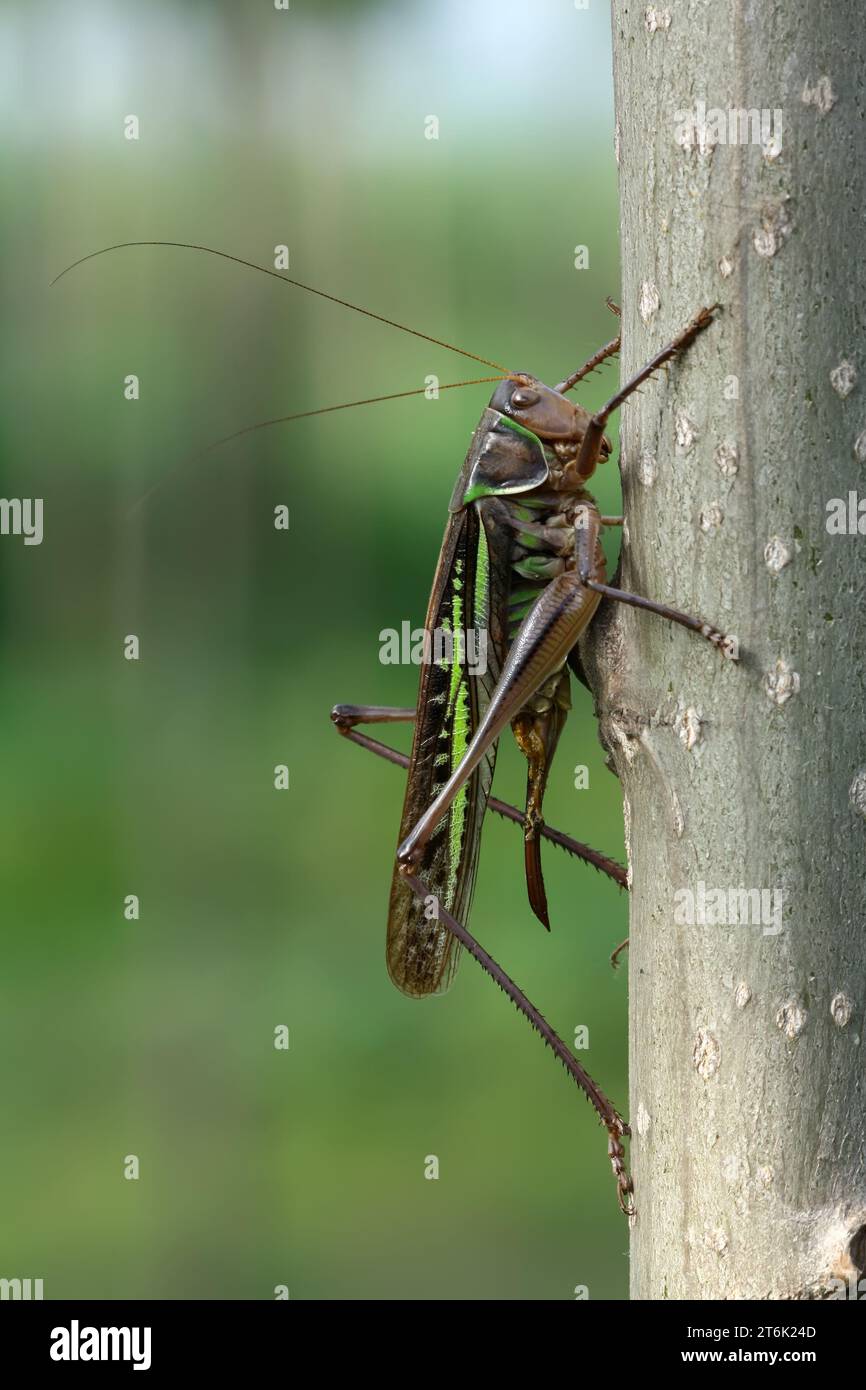 Straight wing hi-res stock photography and images - Alamy