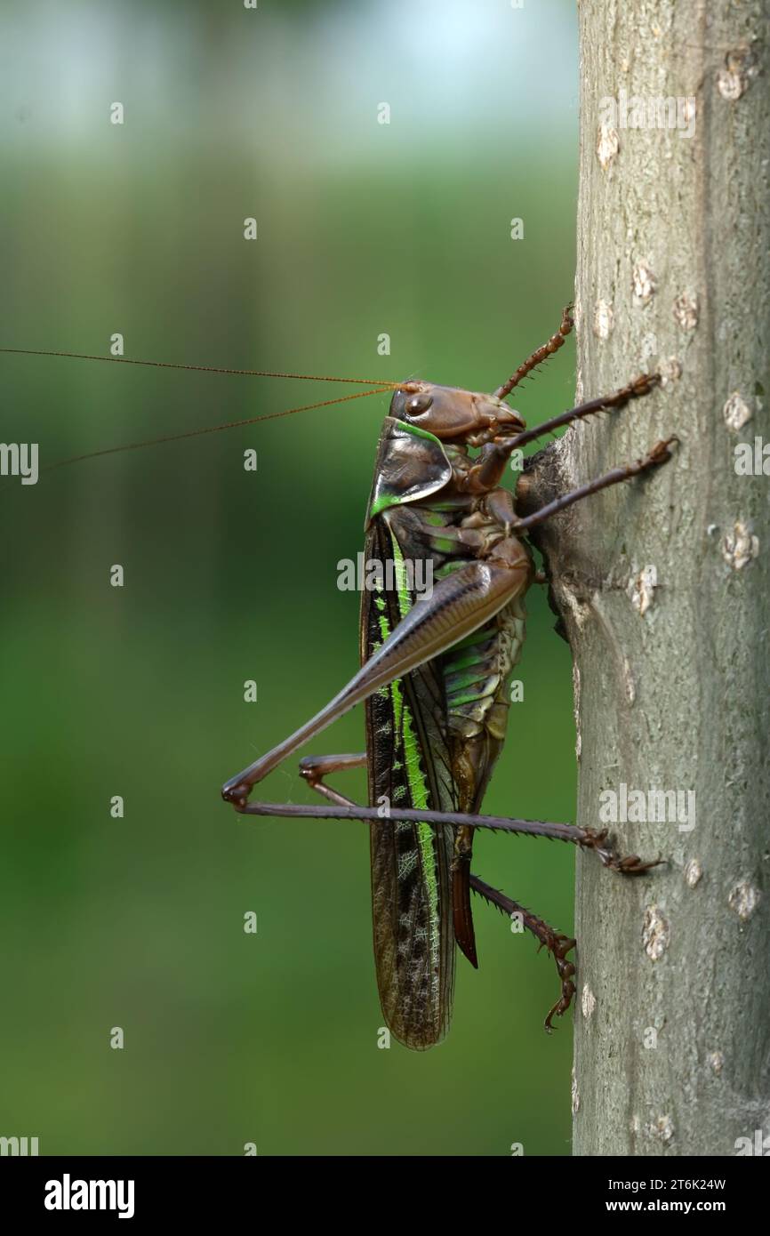 Straight wing hi-res stock photography and images - Alamy