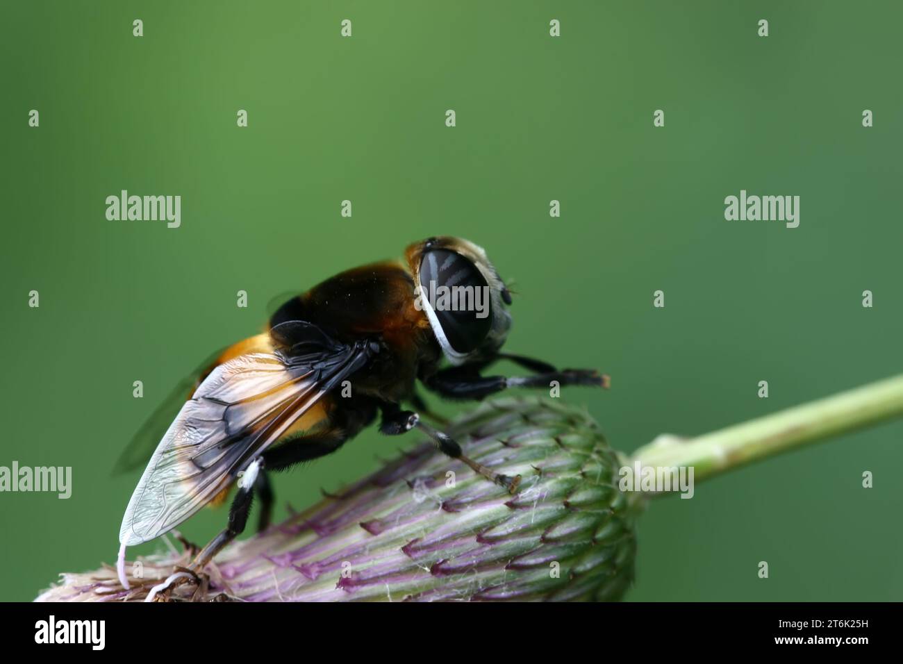 a kind of insects named syrphidae Stock Photo - Alamy