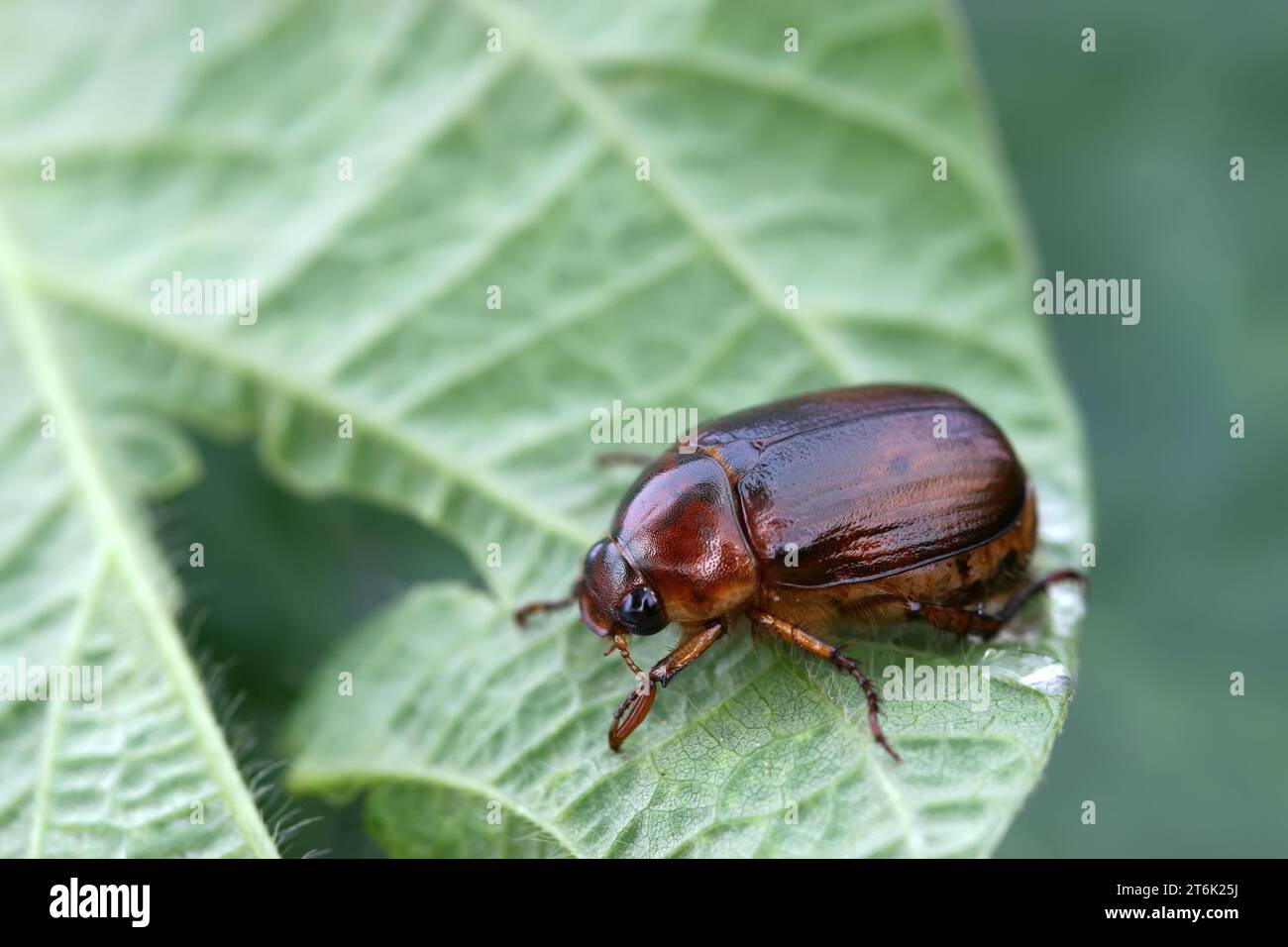 Beatles material hi-res stock photography and images - Alamy