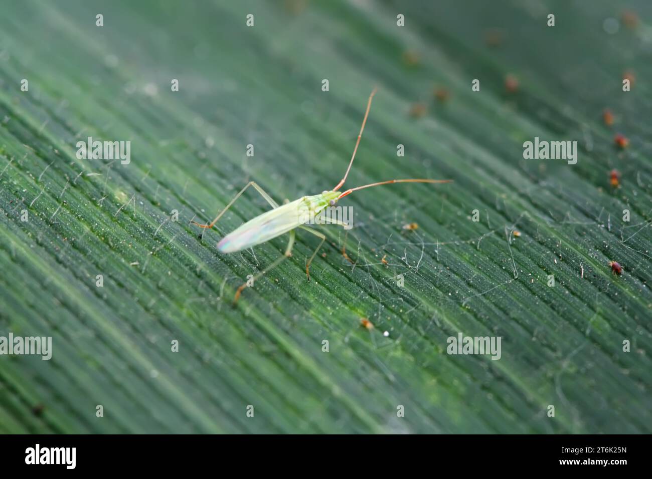 Fart insect hi-res stock photography and images - Alamy