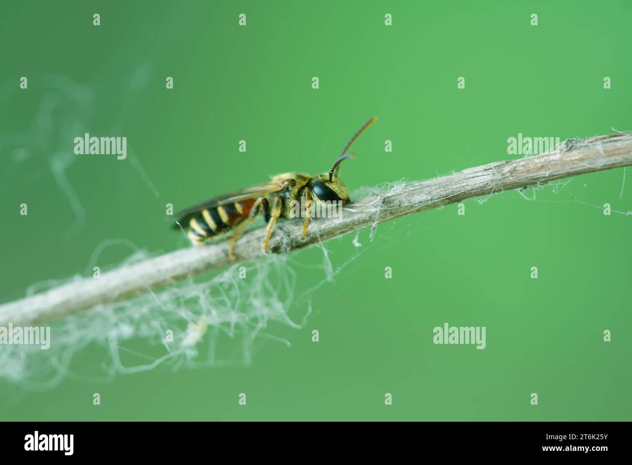 Vivid pattern features hi-res stock photography and images - Alamy