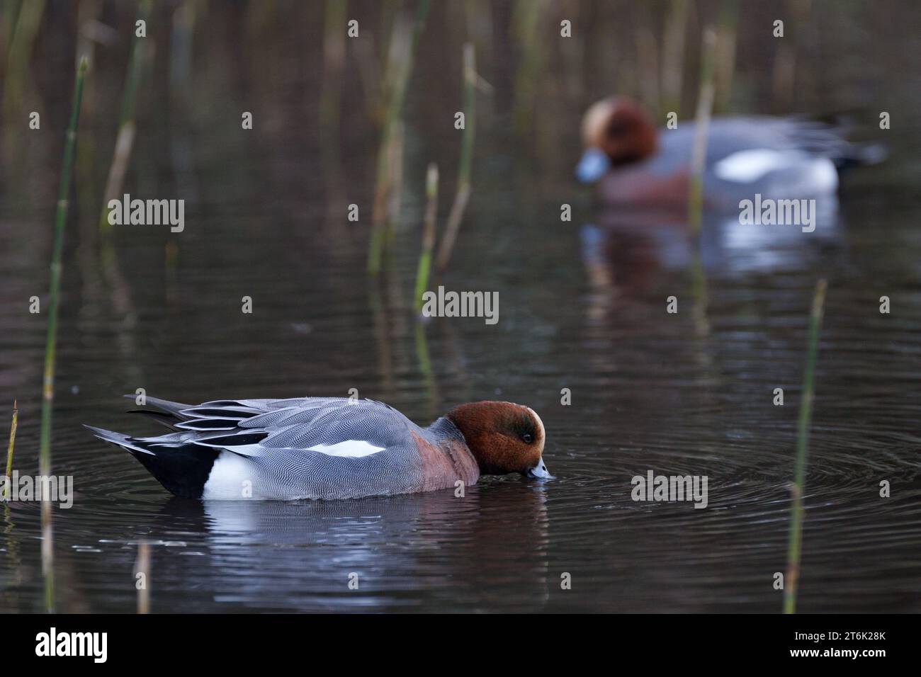 Male Eurasian-wigeon ducks (Mareca penelope) swimming in a lake in ...