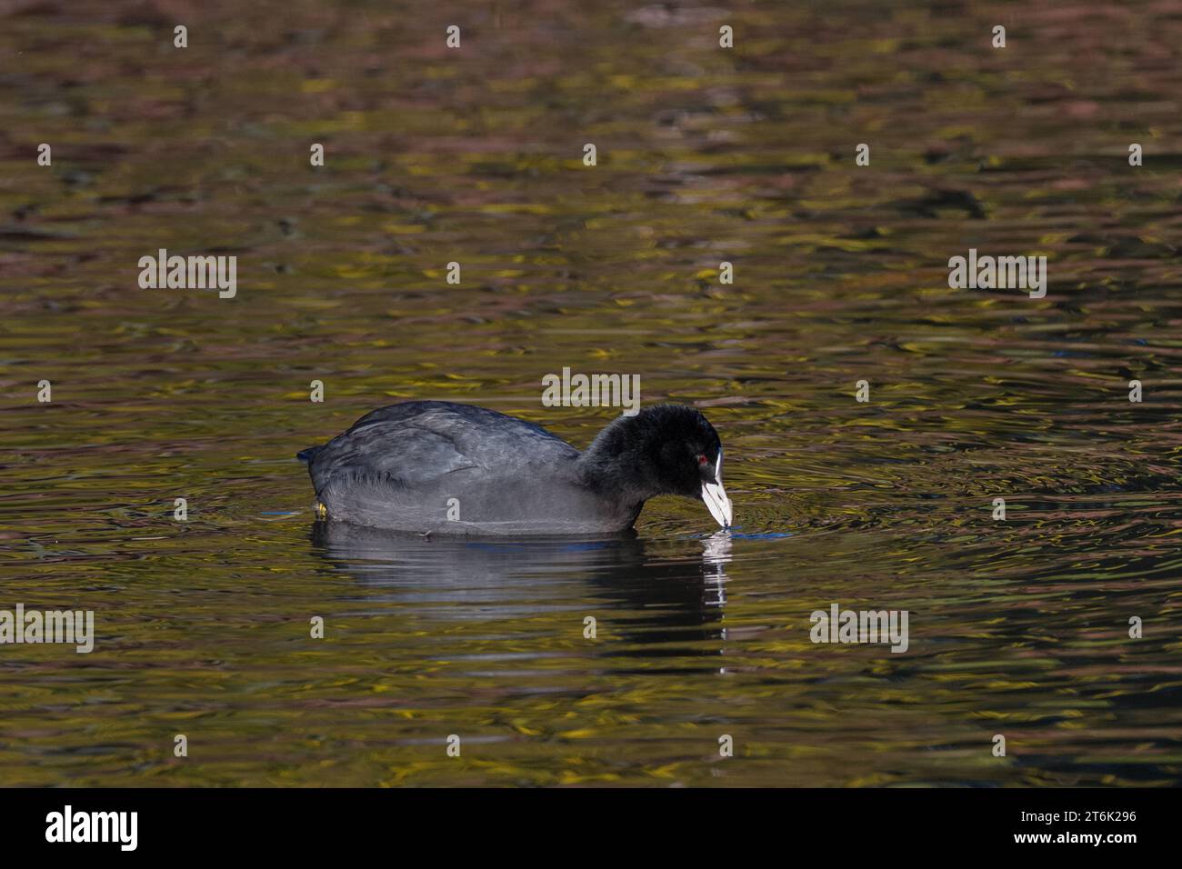 Common birds in japan hi-res stock photography and images - Alamy