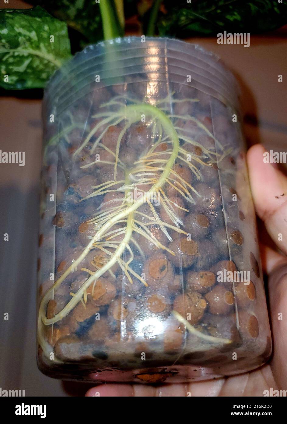 Close up of the healthy roots of a plant growing in LECA, also known as ...