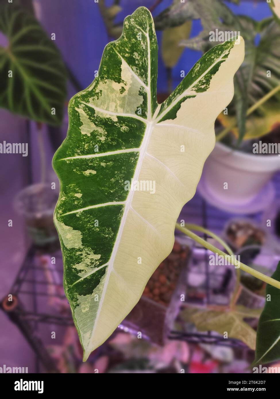 Stunning white and green marbled leaf of Alocasia Frydek Variegated ...
