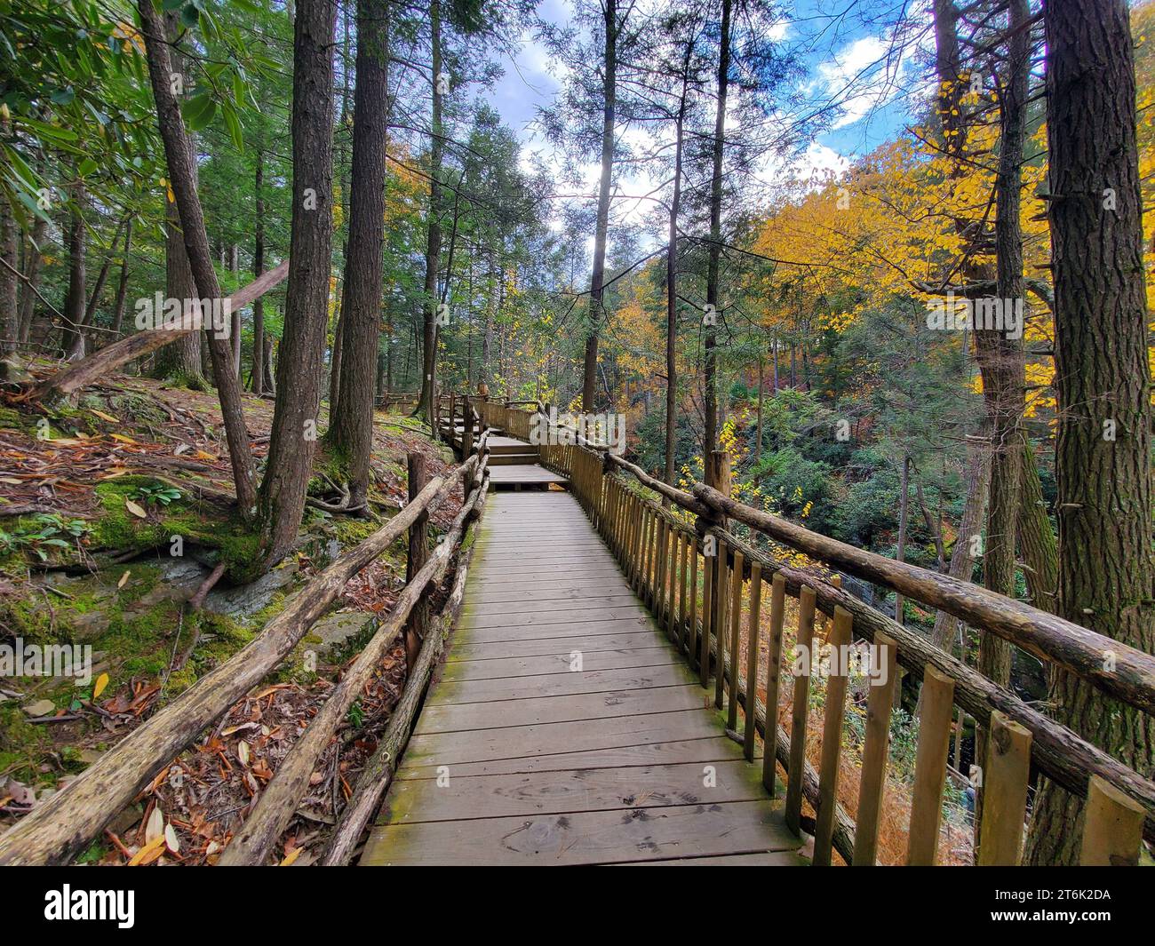The view of the wooden walking trail surrounded by stunning fall ...
