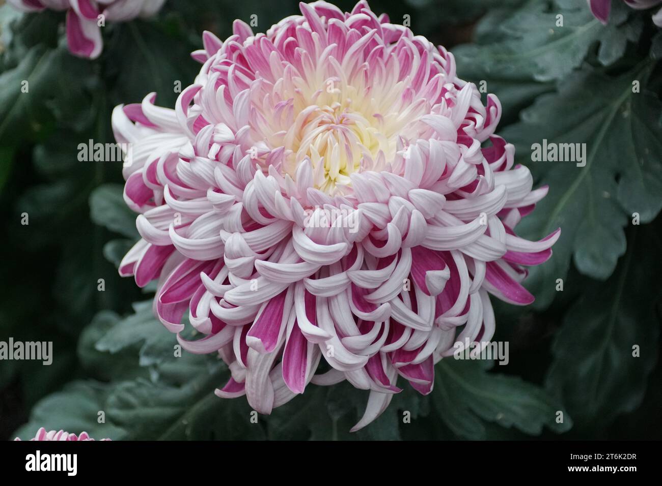 Closeup of the stunning white and dark purple color of Exotic mum ...