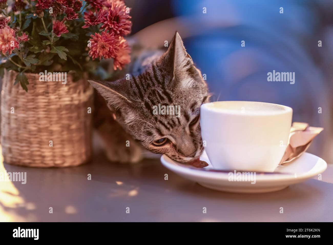 Cheeky feline hi-res stock photography and images - Alamy