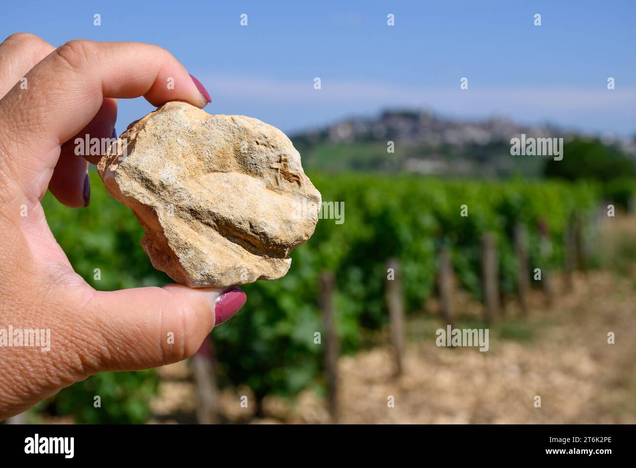 Example of terres blanches clay-limestone white soils on vineyards ...
