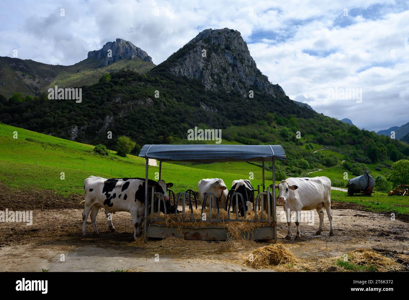Cabrales cheese farm with cows, cows eat hay, Los Arenas, Asturias ...