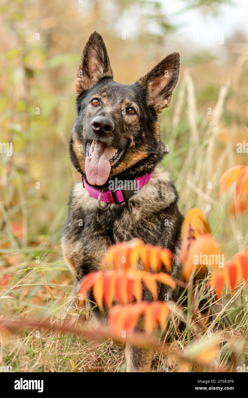 A german shepherd dog in autumn outdoors Stock Photo - Alamy