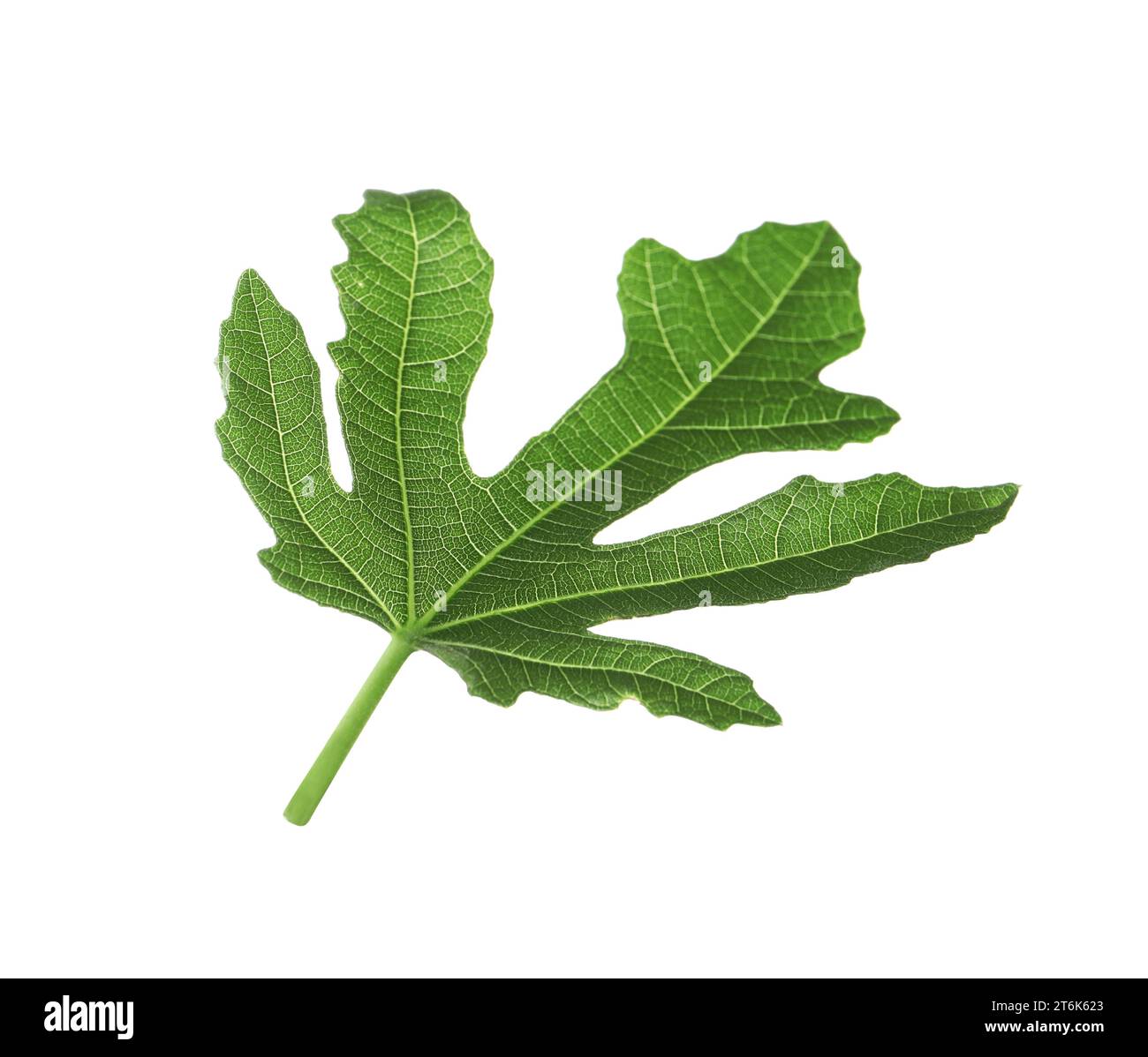 Fig tree fruit gardening Cut Out Stock Images & Pictures - Alamy