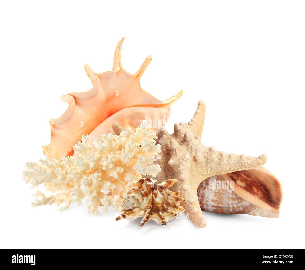 Sea star shells coral Cut Out Stock Images & Pictures - Alamy