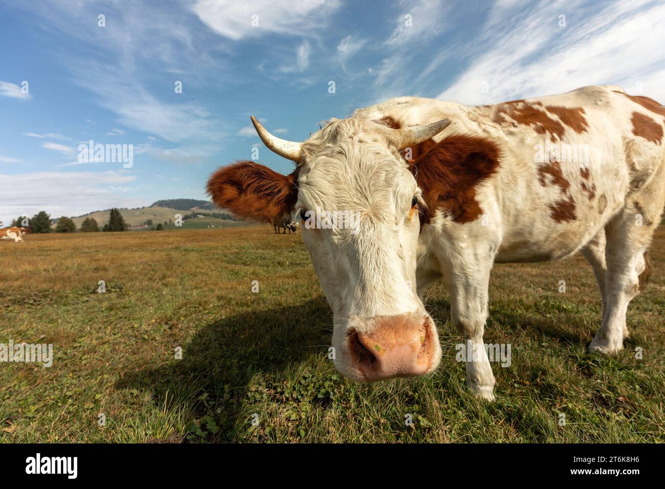 A cow on a mountain pasture in front of an idyllic landscape scenery in ...