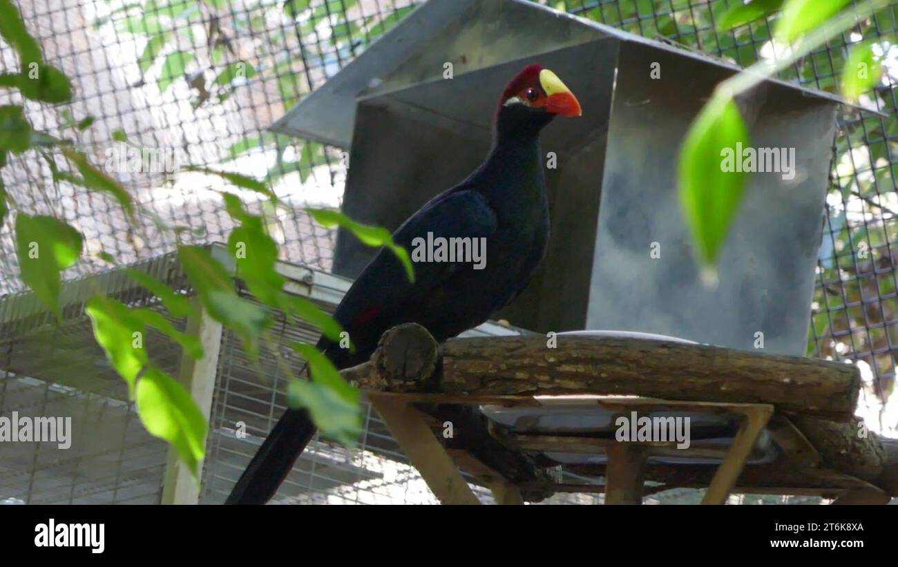 Los Angeles, California, USA 9th November 2023 Violet Turaco Bird in ...