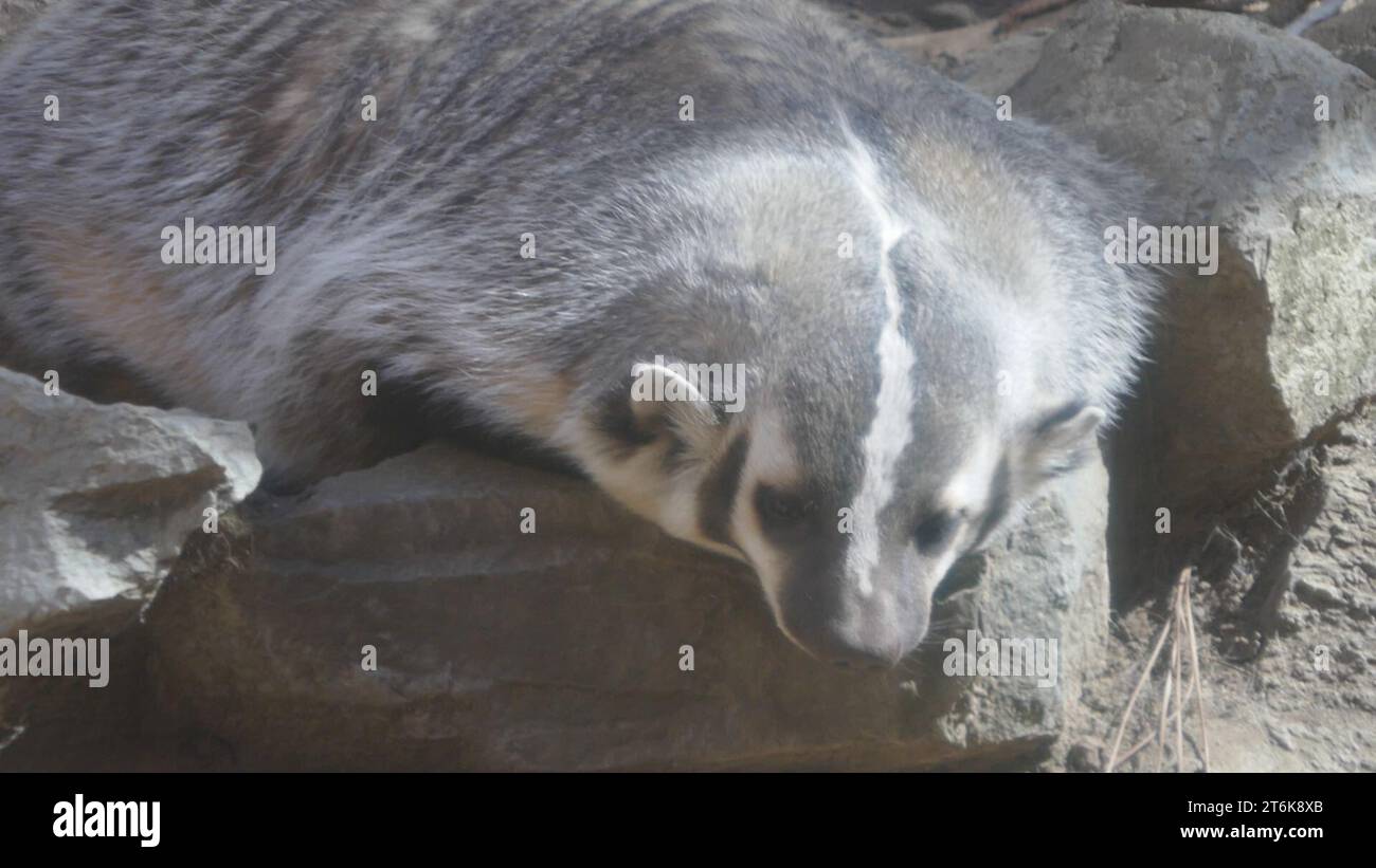 Los Angeles, California, USA 9th November 2023 American Badger at LA ...