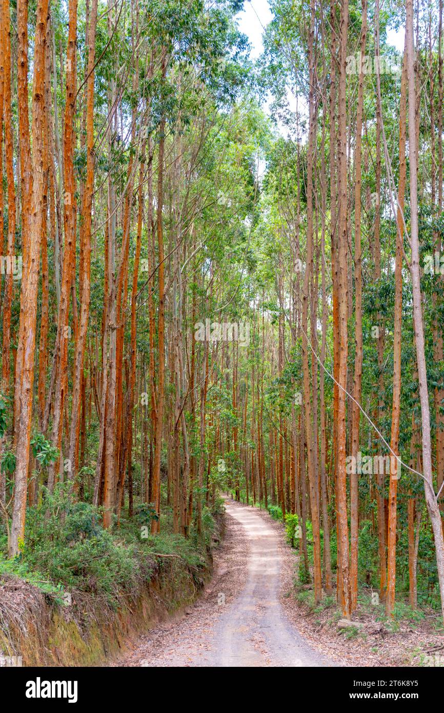 Country footpath between trees hi-res stock photography and images - Alamy