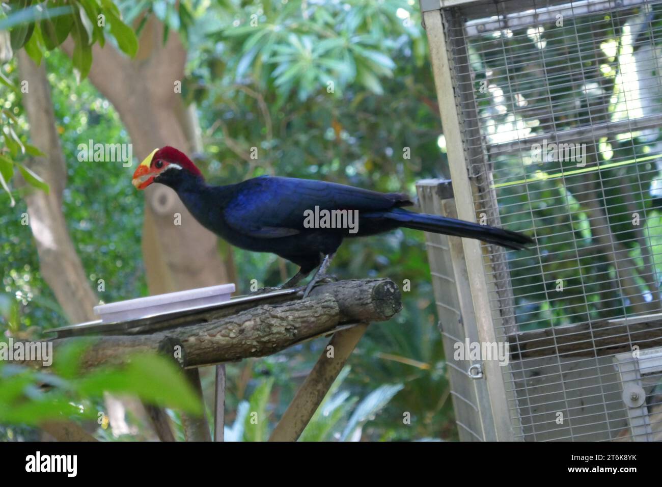 Los Angeles, California, USA 9th November 2023 Violet Turaco Bird in ...