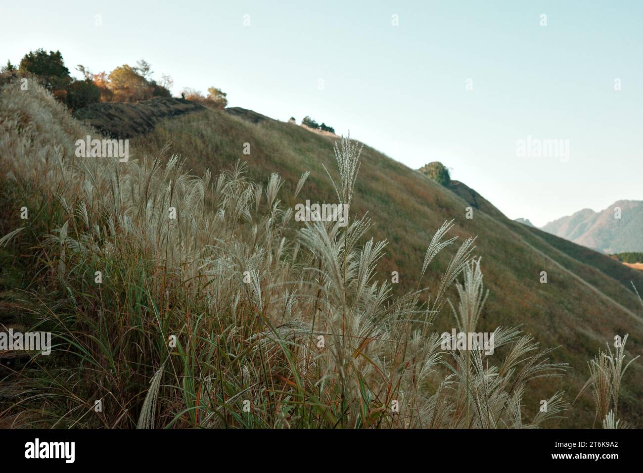 pampas grass field during autumn Stock Photo - Alamy
