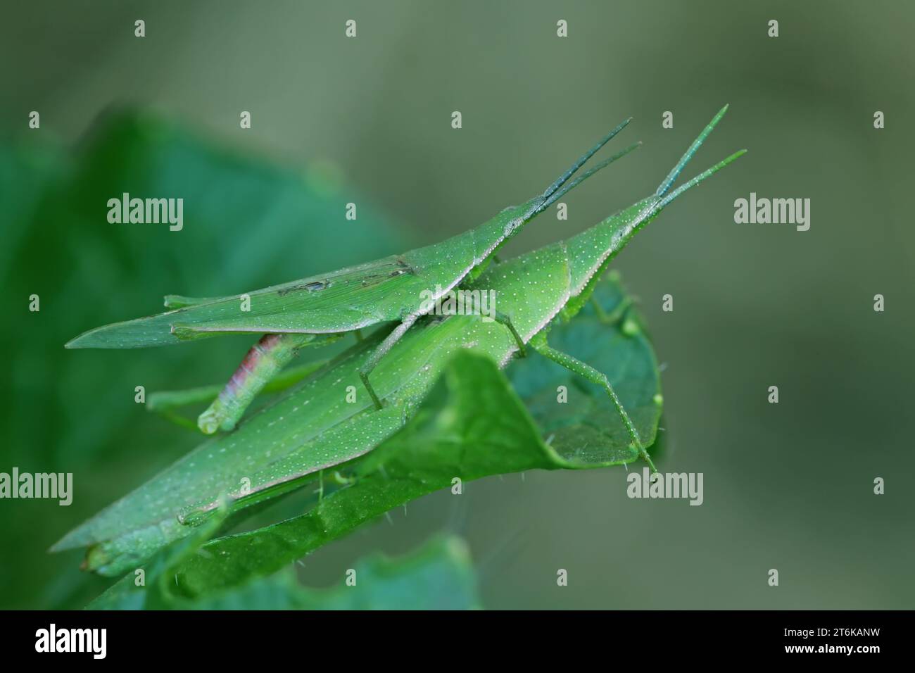 a kind of orthoptera insects named china atractomorpha locust Stock ...