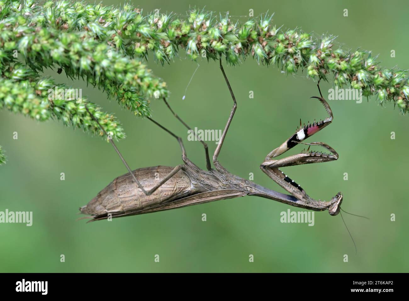 pregnant mantis in the wild Stock Photo - Alamy