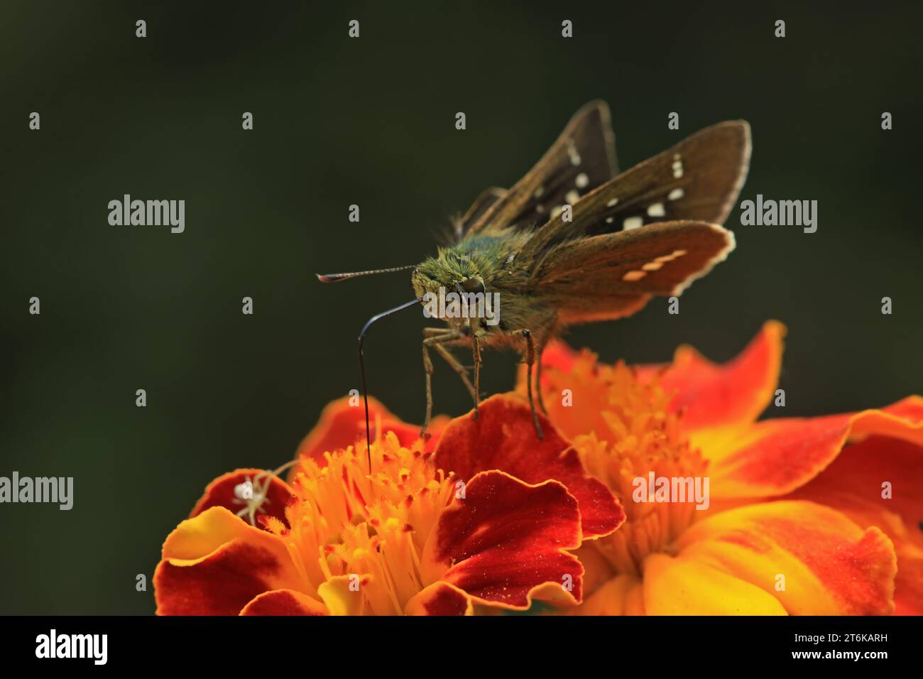 a butterfly collection nectar in a marigold flower Stock Photo - Alamy