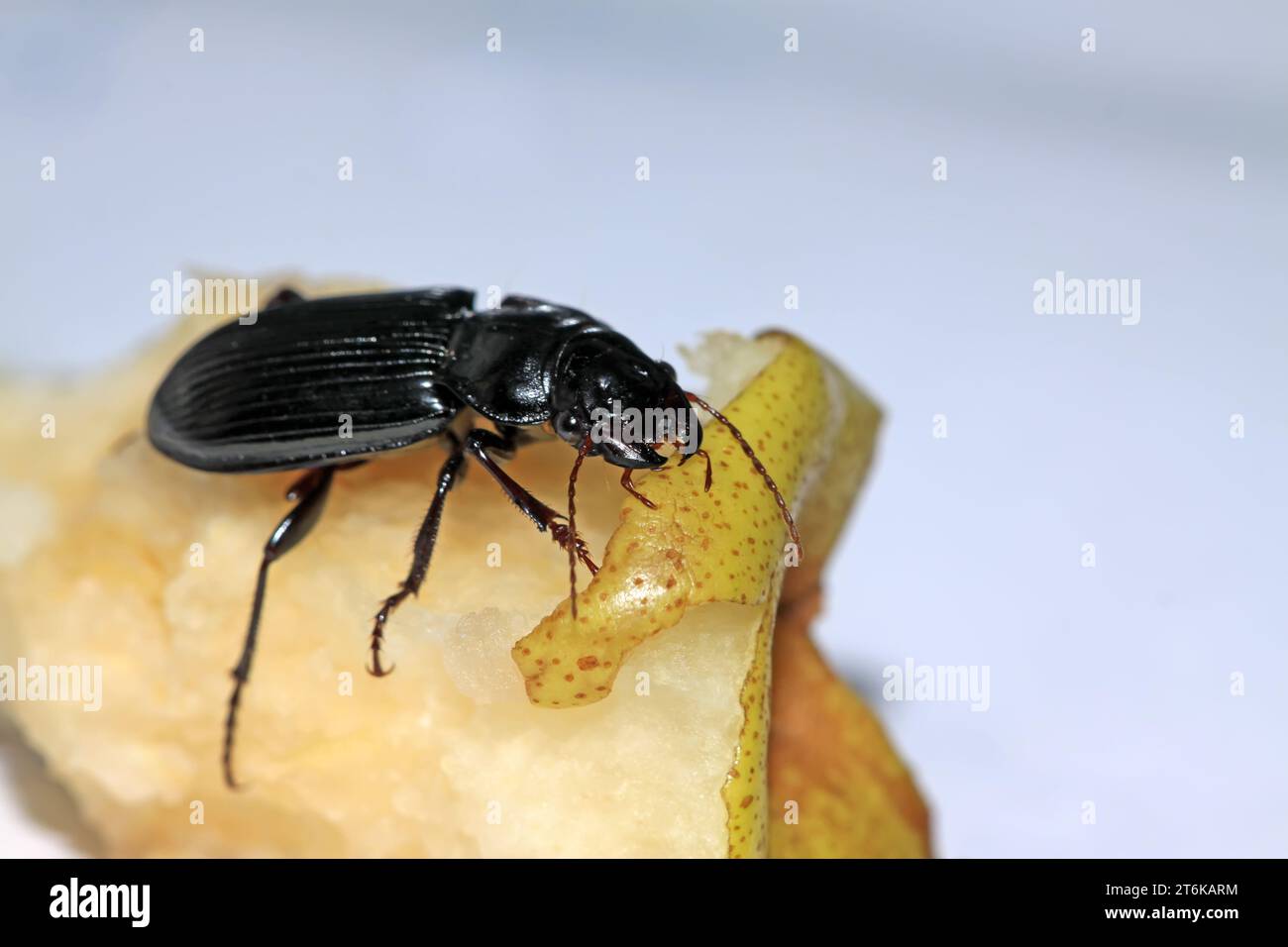 a kind of black insects Stock Photo - Alamy