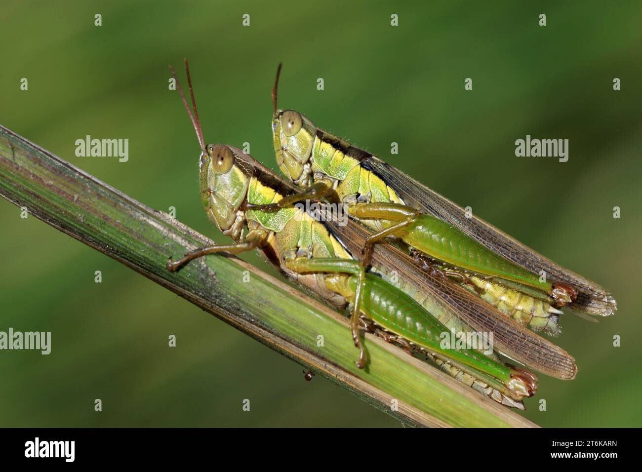 Locust mating hi-res stock photography and images - Alamy