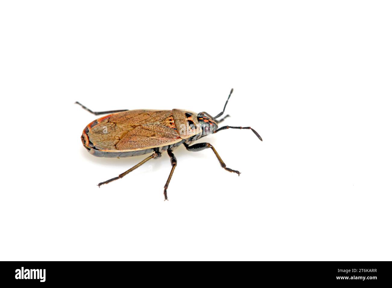 Fart insect hi-res stock photography and images - Alamy