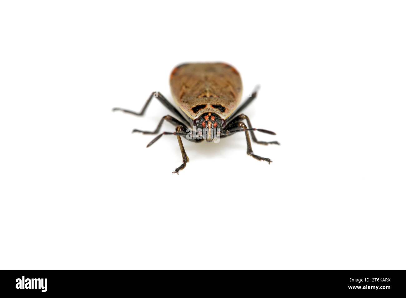 Fart insect hi-res stock photography and images - Alamy