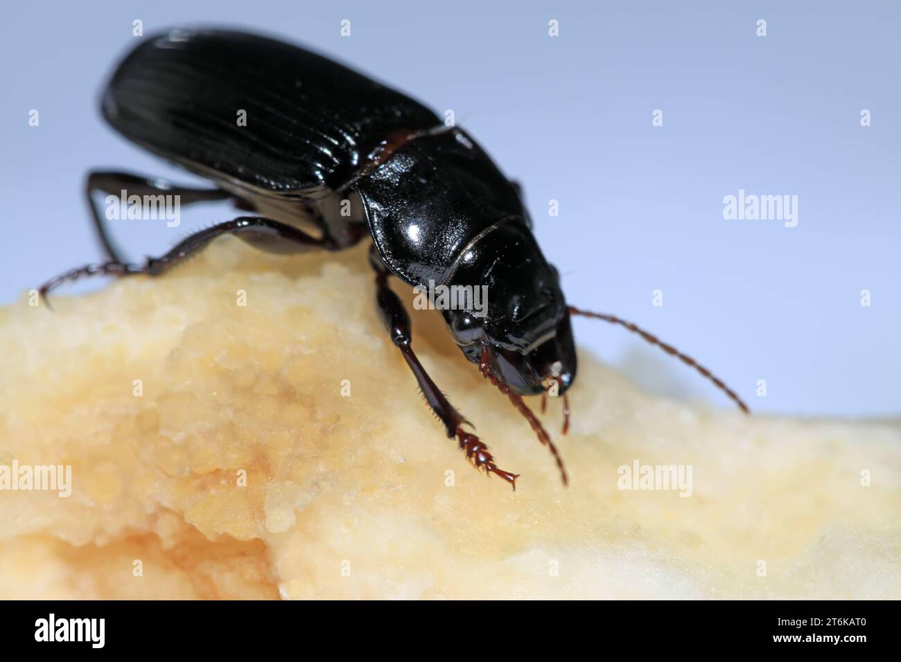 a kind of black insects Stock Photo - Alamy