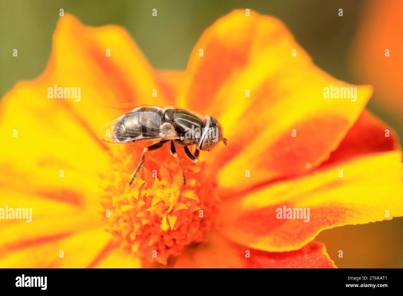 Honey bees predators hi-res stock photography and images - Alamy