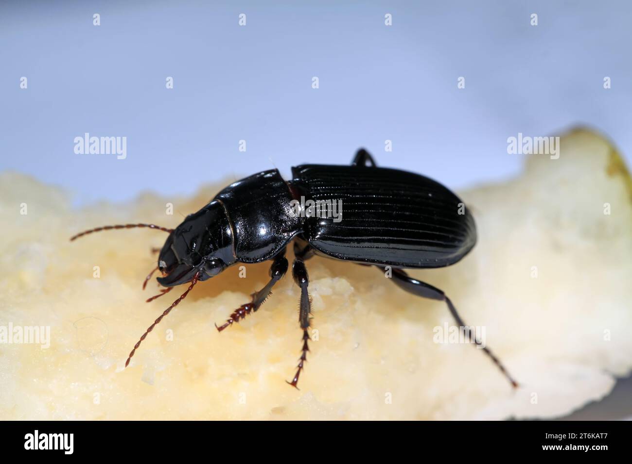 a kind of black insects Stock Photo - Alamy