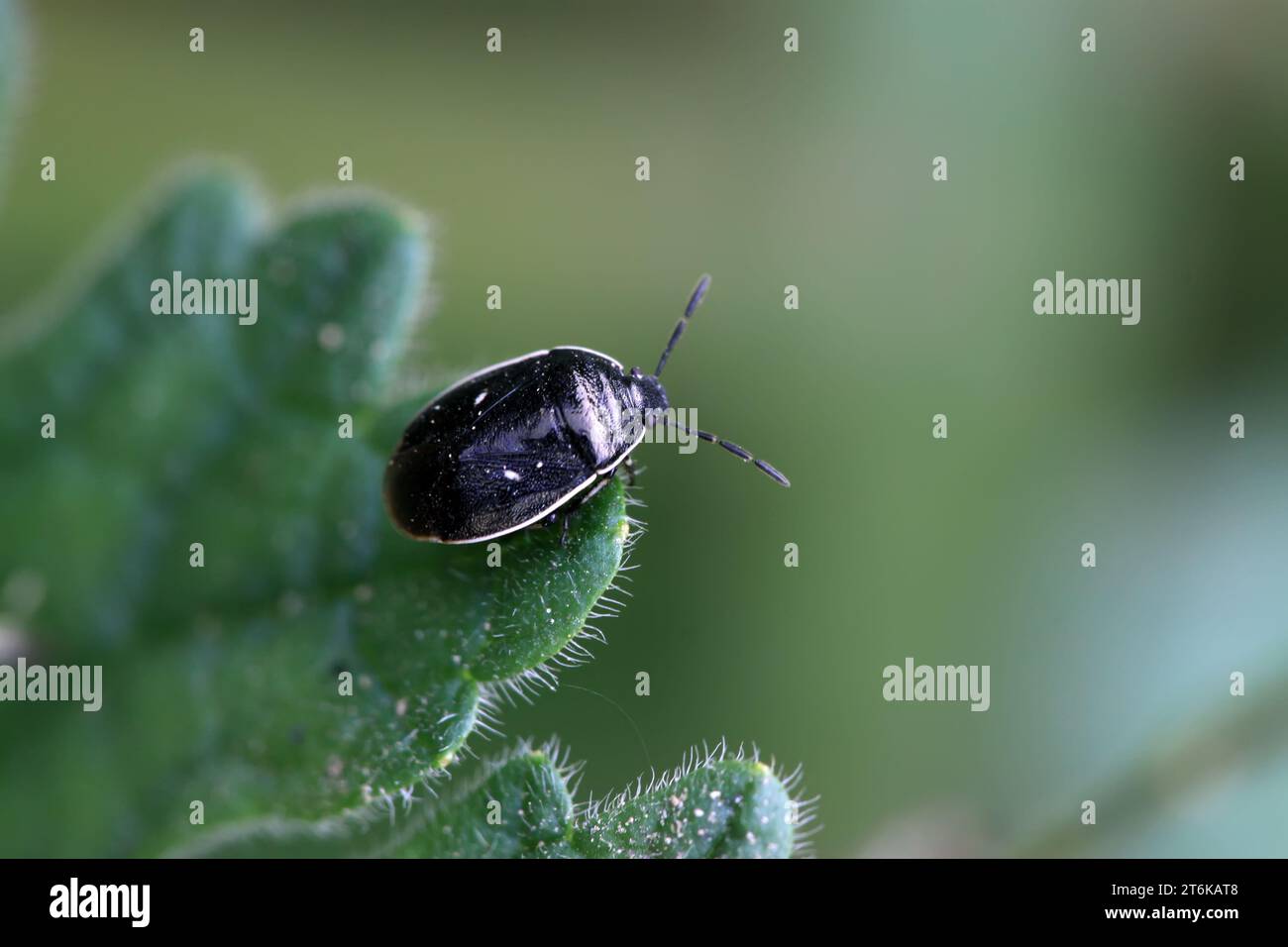 Fart worms hi-res stock photography and images - Alamy