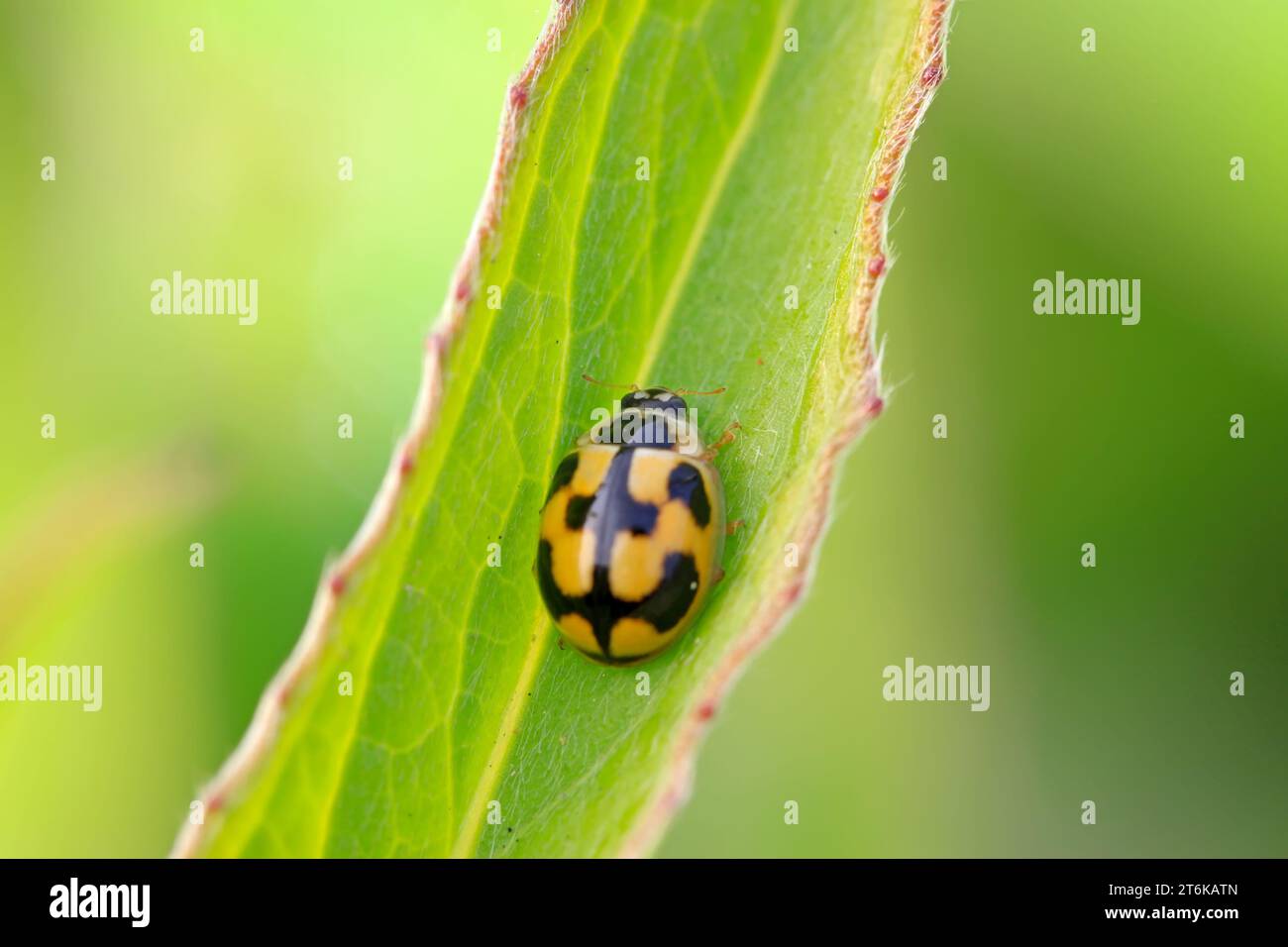 a kind of insect named ladybug, it rest in the leaves, photographs of ...